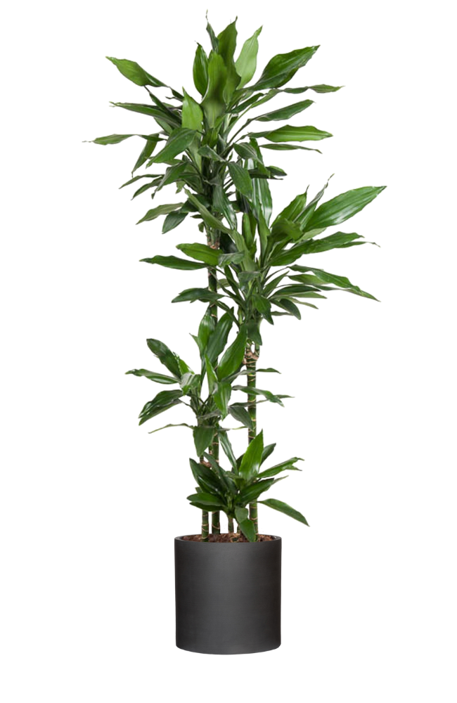 Drachenbaum - Dracaena Janet Lind Ø:27 H:140 cm – Finestgreen